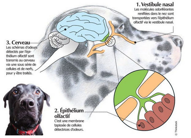 Comment le chien voit avec son nez | Médical Flair